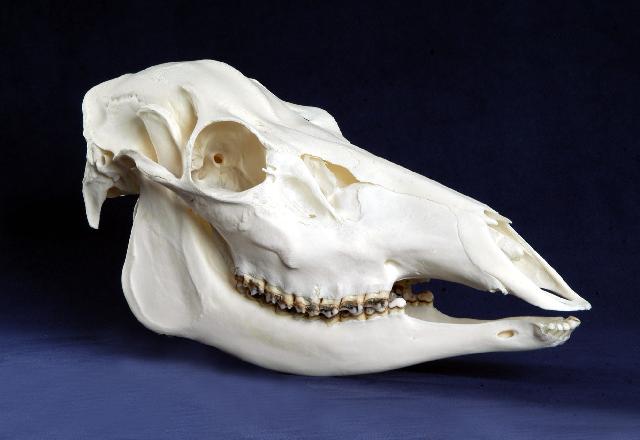 knochenpraeparation.de | Shop: Animal Skulls: Mammals (Mammalia ...